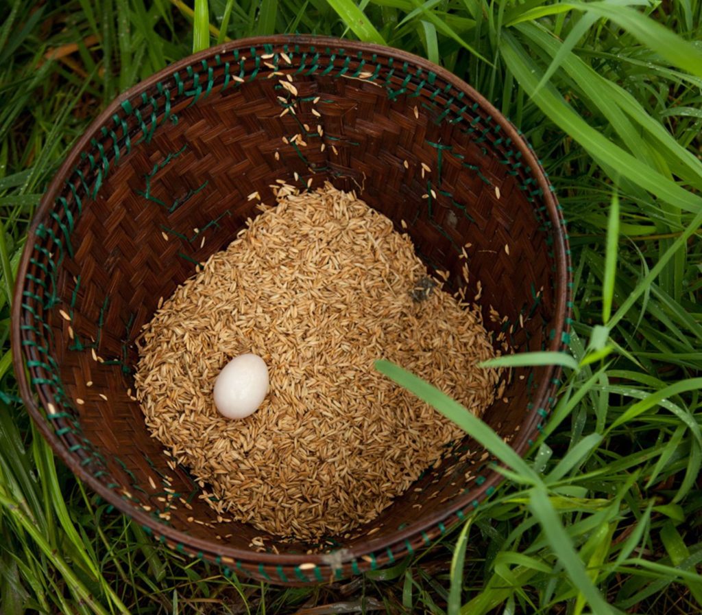 Agronomy Services - Proximity Designs
